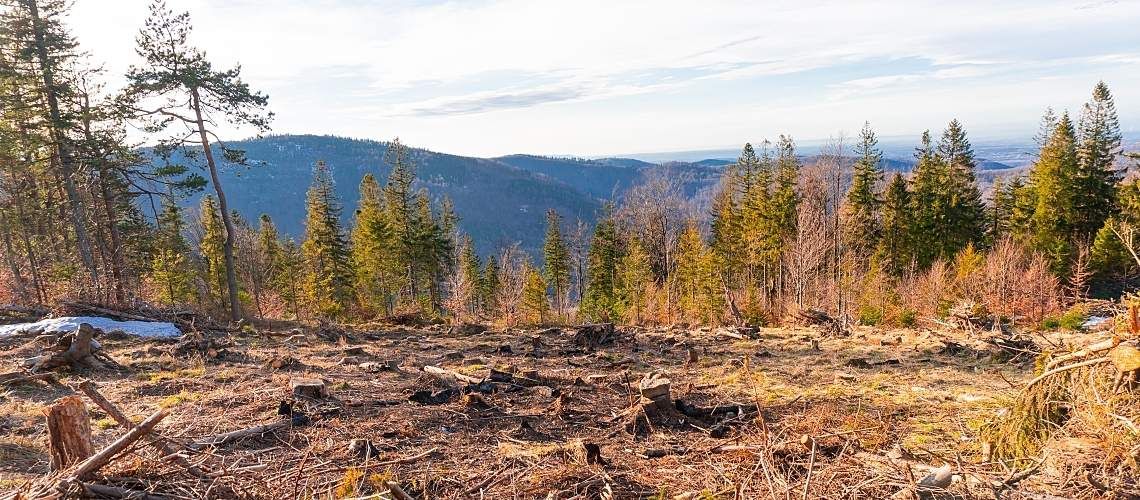 Clear-Cutting Forests Could Threaten Water Quality - Currents